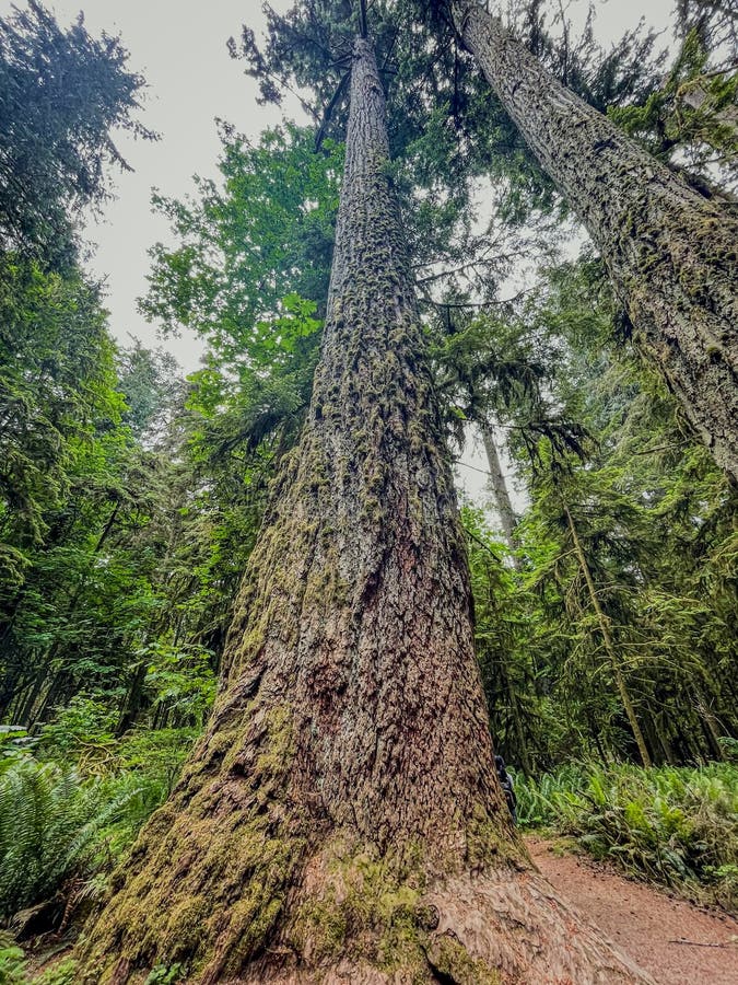 Tall Moss-covered Tree in Dense Green Forest, Low-angle View Stock ...