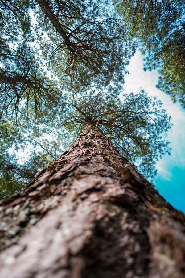 Tall Mountain Trees in Spain Stock Image - Image of stone, desolate ...