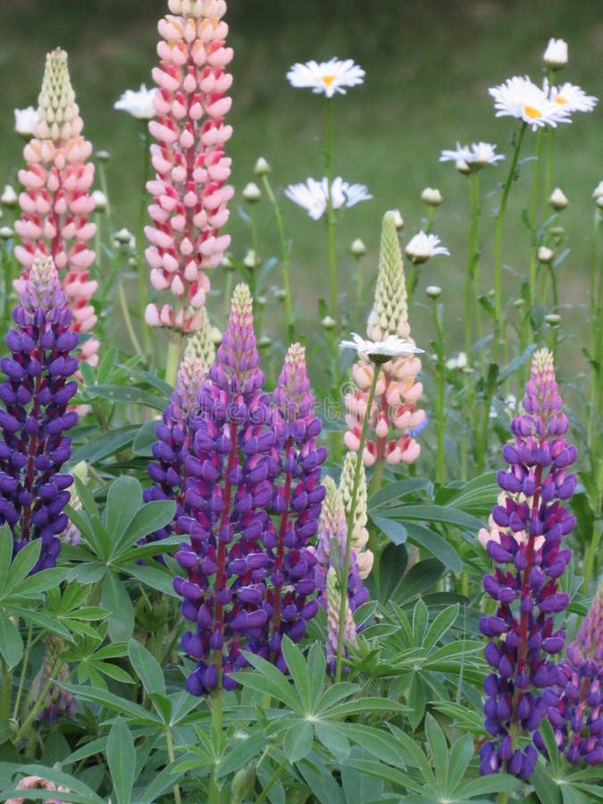 Colorful Lupine and Daisies Stock Photo - Image of daisies, herb: 279243452