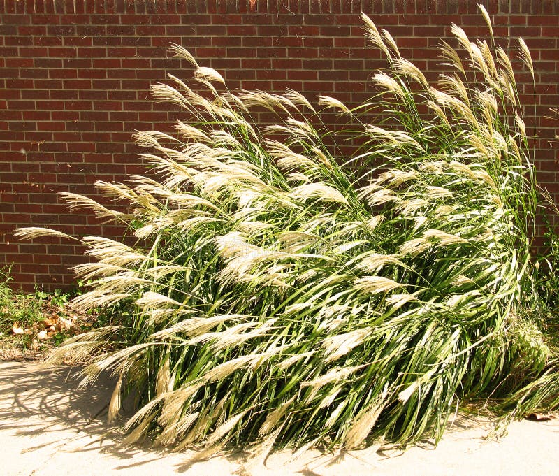 Carex Brunnea or Greater Brown Sedge Clump-forming Ornamental Grass in ...