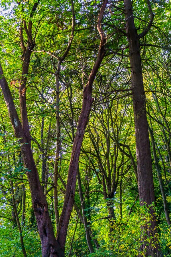 Northwest trees stock photo. Image of wood, national - 91437704