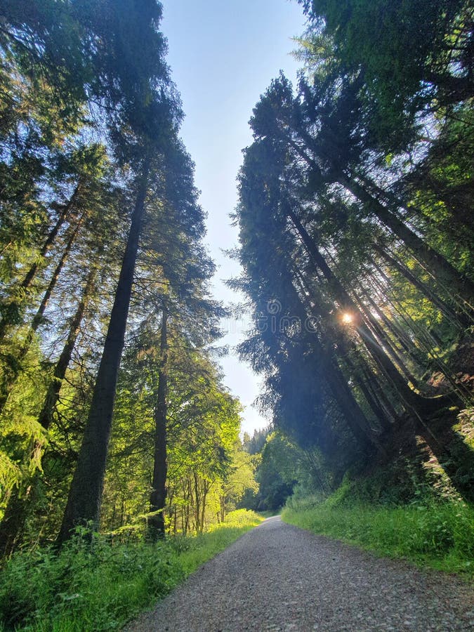 Tall but not tall enough stock photo. Image of grass - 248566902