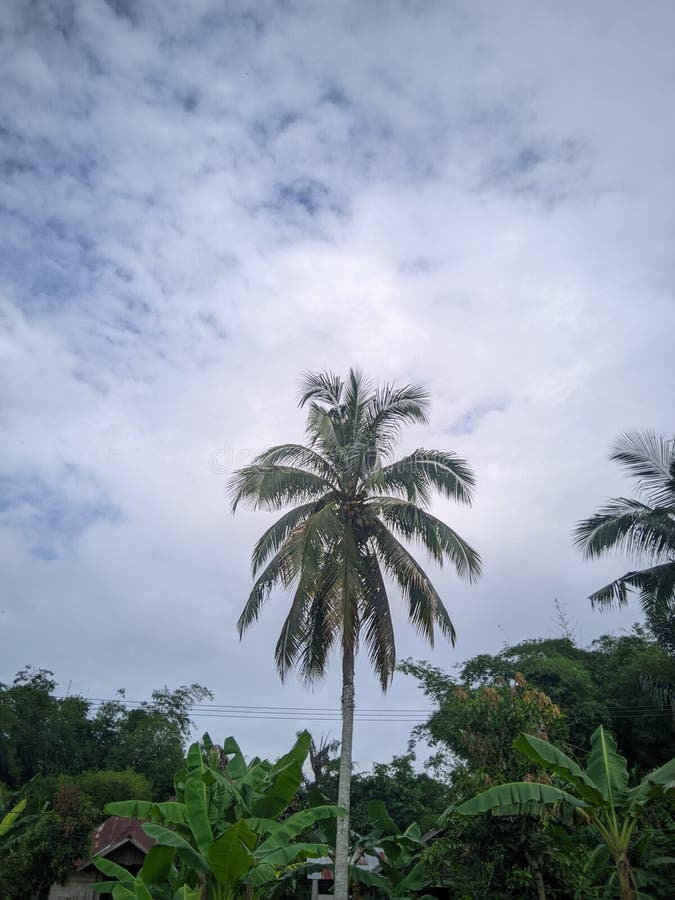 Tall nyiur tree stock photo. Image of tall, nature, tree - 370243586