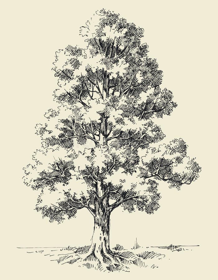 Tall oak tree hand drawn stock vector. Illustration of outline - 248463092