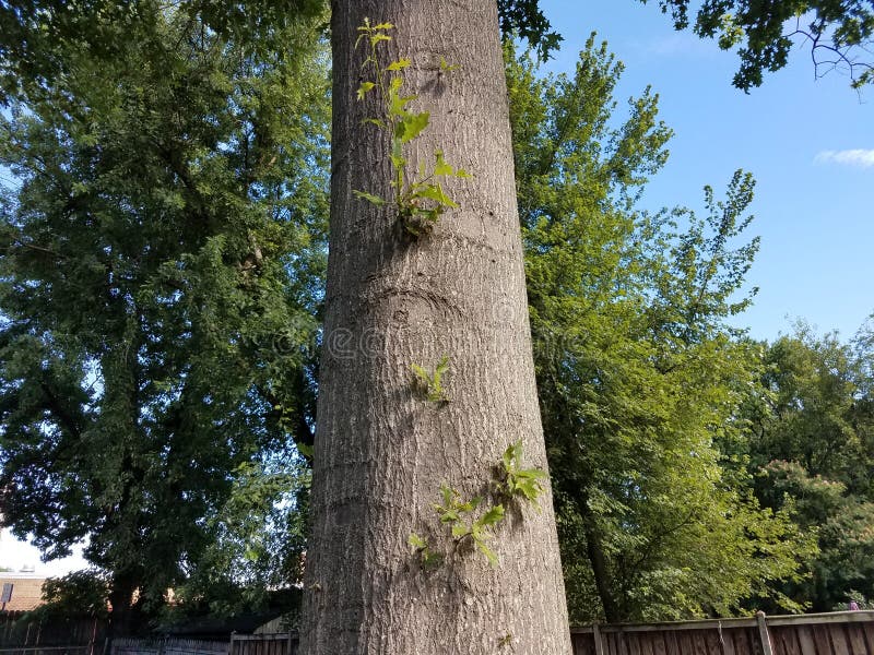 Tall Oak Tree with Small Branches Stock Image - Image of tall, leaves ...