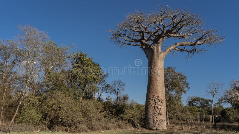 A Tall Old Baobab Grows in the Forest. a Huge Exotic Tree Stock Photo ...