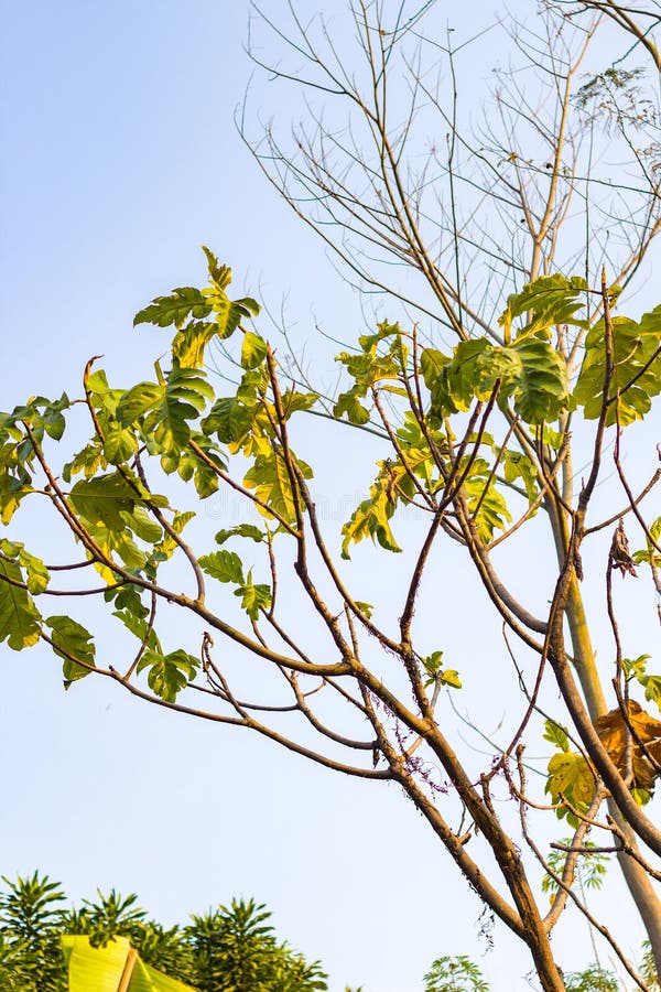 Tall and Old Breadfruit Tree Stock Image - Image of tall, leaf: 293618039