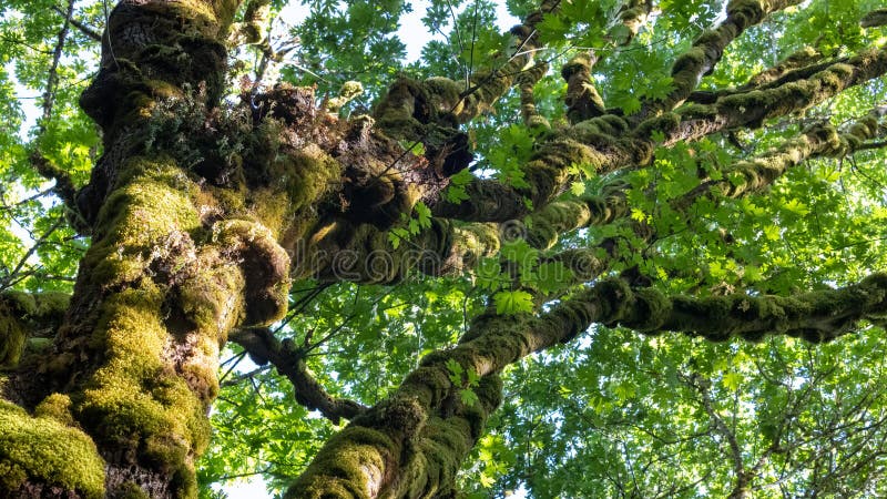 Tall Old Maple Trees Covered in Moss Stock Photo - Image of forest ...
