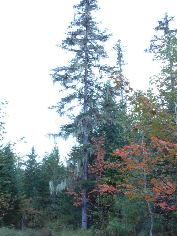 Tall Old Pine, Maple Branches with Red Leaves, Spruce Forest Stock ...