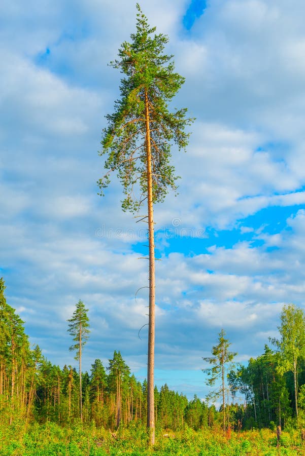 975 Single Tall Pine Tree Photos - Free & Royalty-Free Stock Photos ...