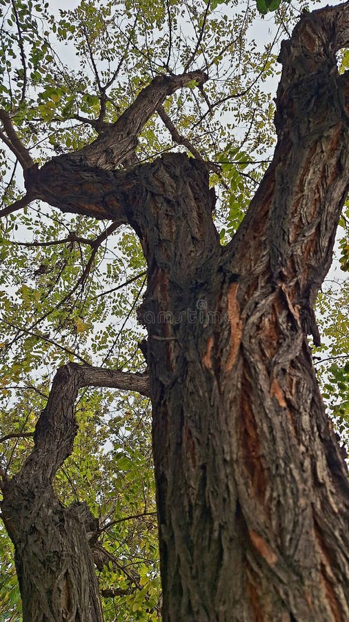 A Tall Old Tree from a Bottom Up View Stock Photo - Image of view ...