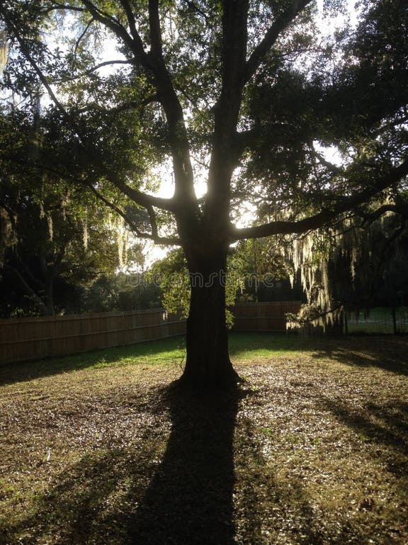 Eclipse stock image. Image of eclipse, standing, tree - 108068847