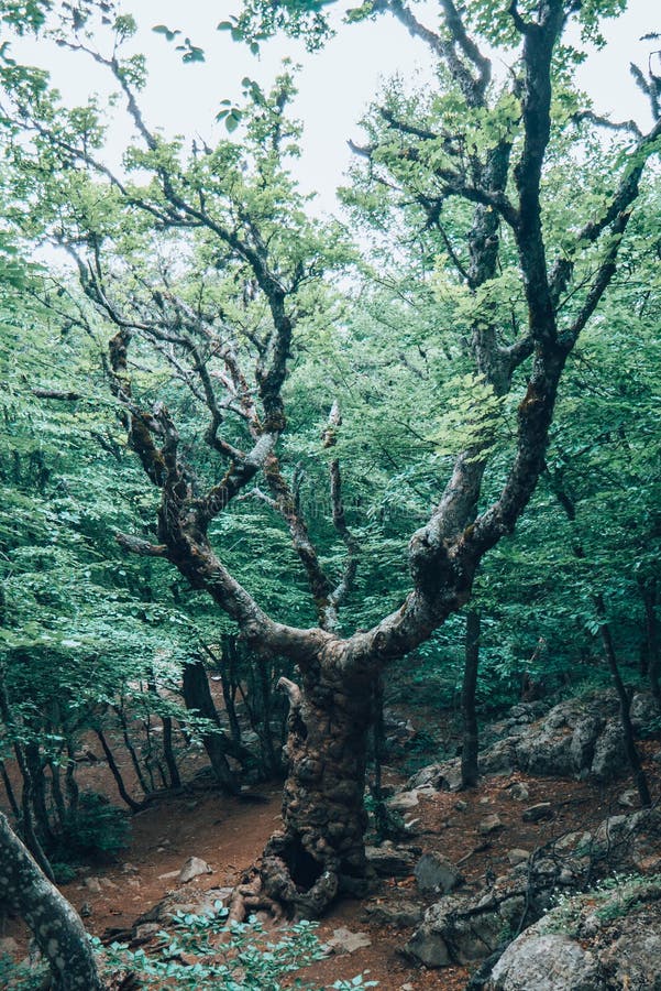 A Tall Old Tree, Towering Over the Rest of the Trees Stock Image ...