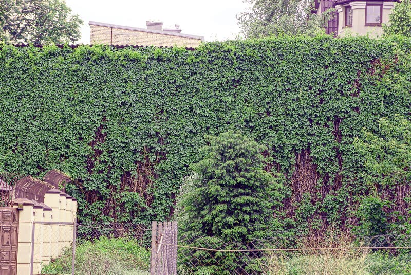 A Tall Old Wall Overgrown with Green Shrubs Stock Photo - Image of ...