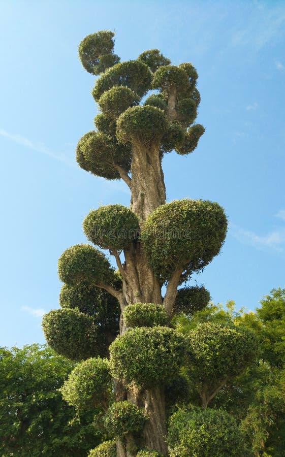 Tall olive tree stock image. Image of huge, botany, plant - 230488059