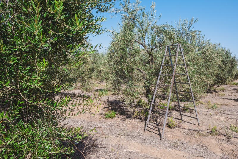 Tall Orchard Ladder Standing in an Olive Garden Stock Photo - Image of ...