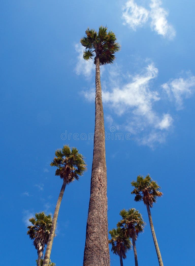 173 Tall Taller Tallest Stock Photos - Free & Royalty-Free Stock Photos ...