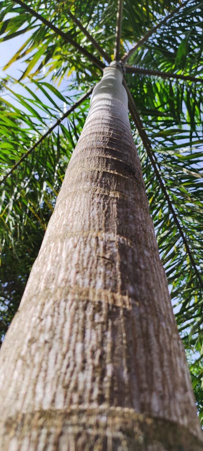 Tall palm log stock photo. Image of garden, jungle, produce - 264703528