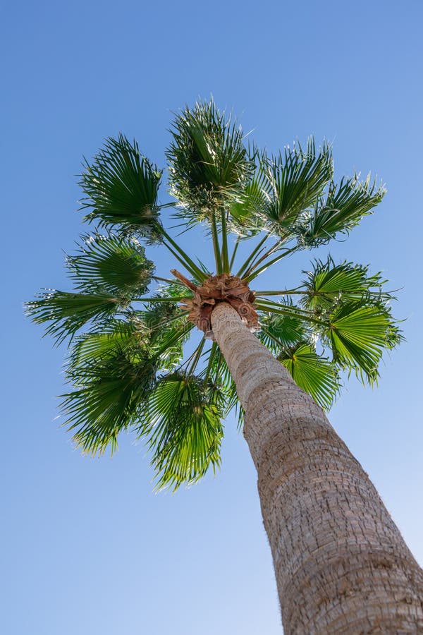 Tall Palm Tree. Bottom View of Palm Trees on Blue Sky Background Stock ...