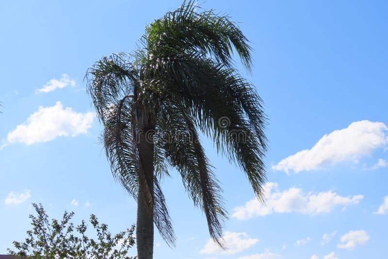 Tall Palm Tree with Broad Leaves Fluttered by the Wind on Blue Sky Day ...