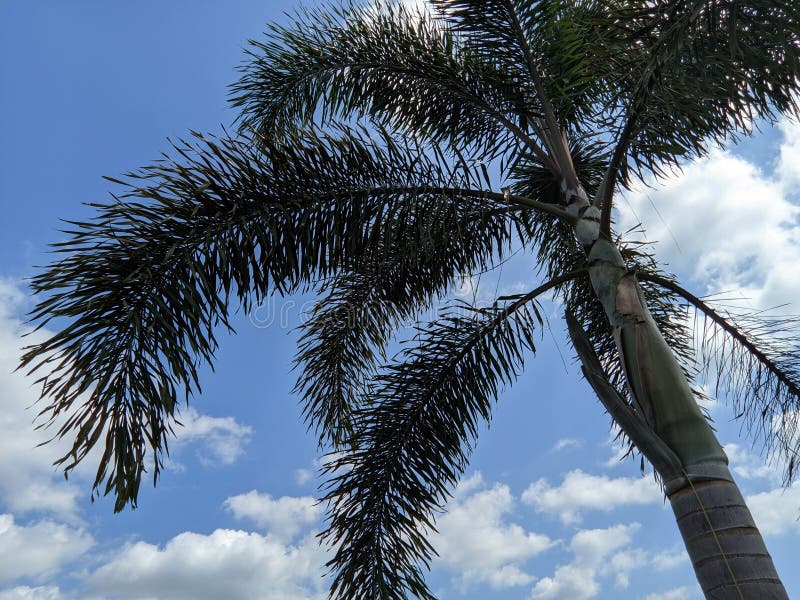 Tall Palm Tree with Hanging Leaves Stock Photo - Image of hanging, tall ...