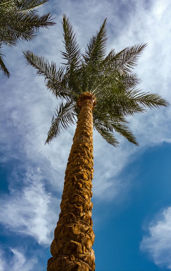 A Tall Palm Tree with Large Sharp Leaves Stock Image - Image of sharp ...