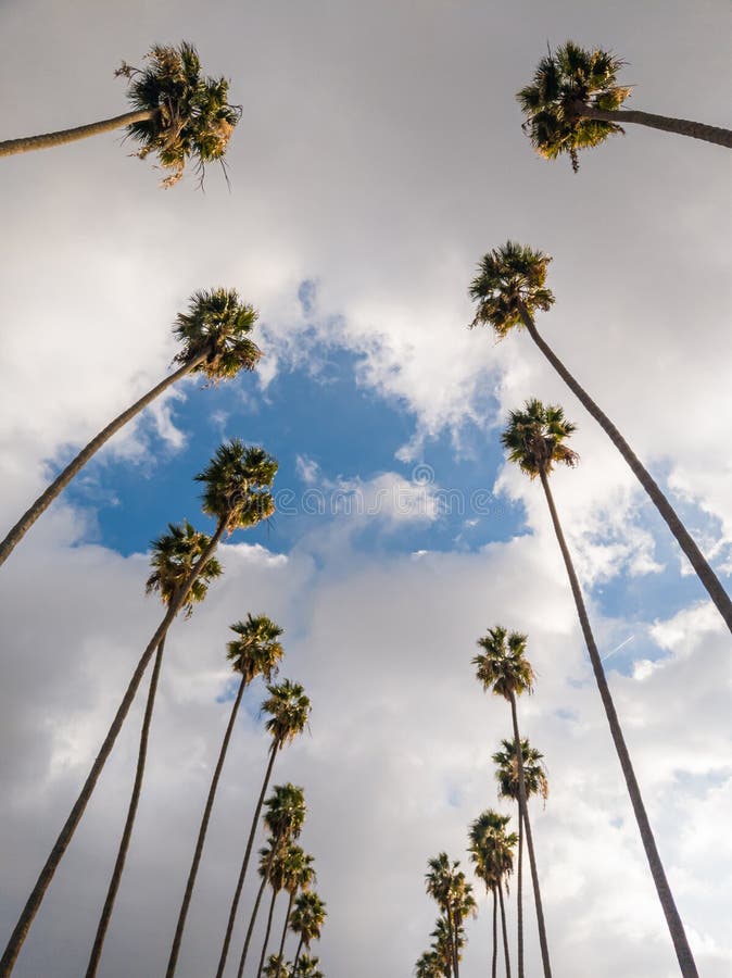 Tall Palm Tree Road stock image. Image of palm, canopy - 177533681