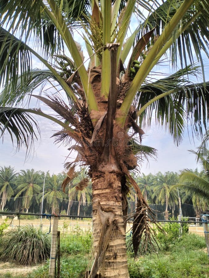 Tall Palm Tree with a Rough, Textured Trunk and Long, Arching Green ...