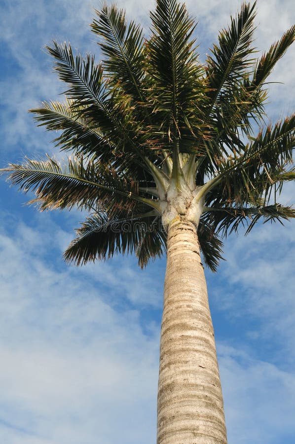 Tall palm tree stock photo. Image of high, white, tree - 43614228 Tall palm tree stock photo. Image of high, white, tree - 43614228