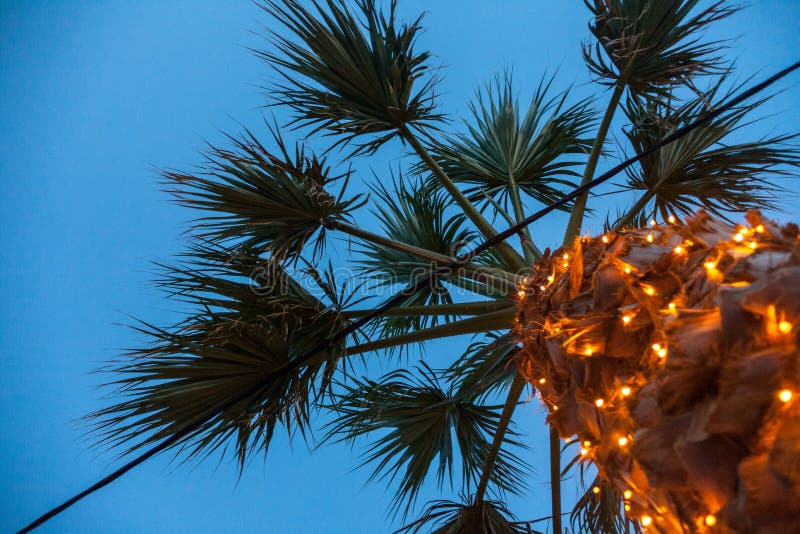 A Tall Palm Tree Standing High. Artificial Electrical Lights Glittering ...