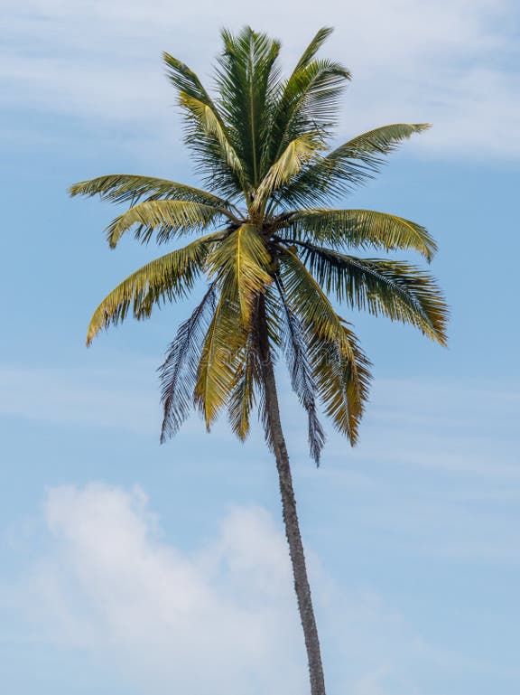 A Tall Palm Tree Stands in a Clear Blue Sky Stock Image - Image of ...