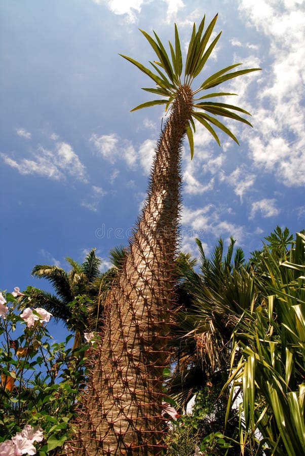A Tall Palm Tree with a Thick Trunk and Spiky Leaves Stock Image ...