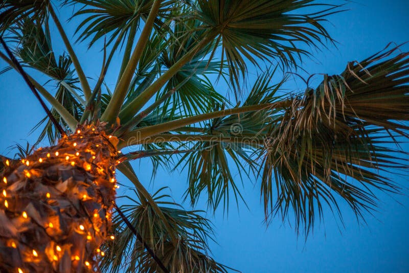 A Tall Palm Tree Standing High. Artificial Electrical Lights Glittering ...
