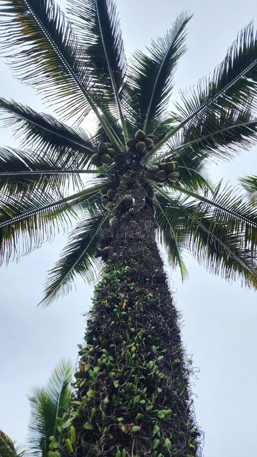 Photo of an Green Coconut Still on the Tree, Photographed from Below ...