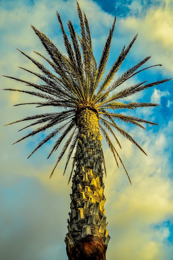 A Tall Palm Tree with a Yellow Trunk and Green Leaves Stock Image ...