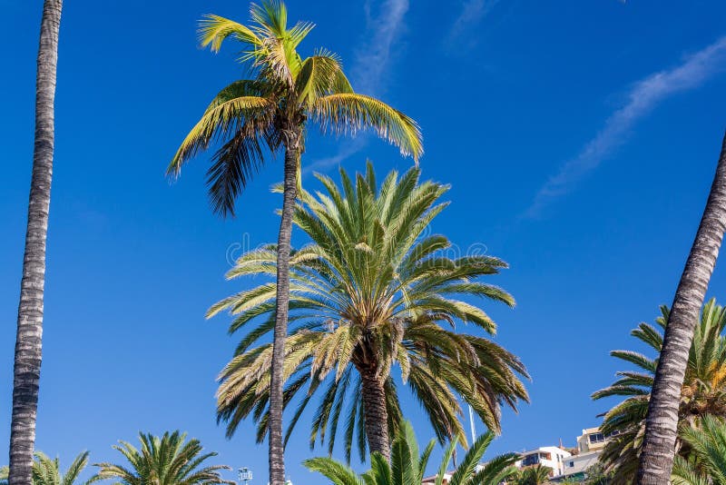 Tall Palm Trees Against the Blue Sky in Hot Summer Stock Photo - Image ...