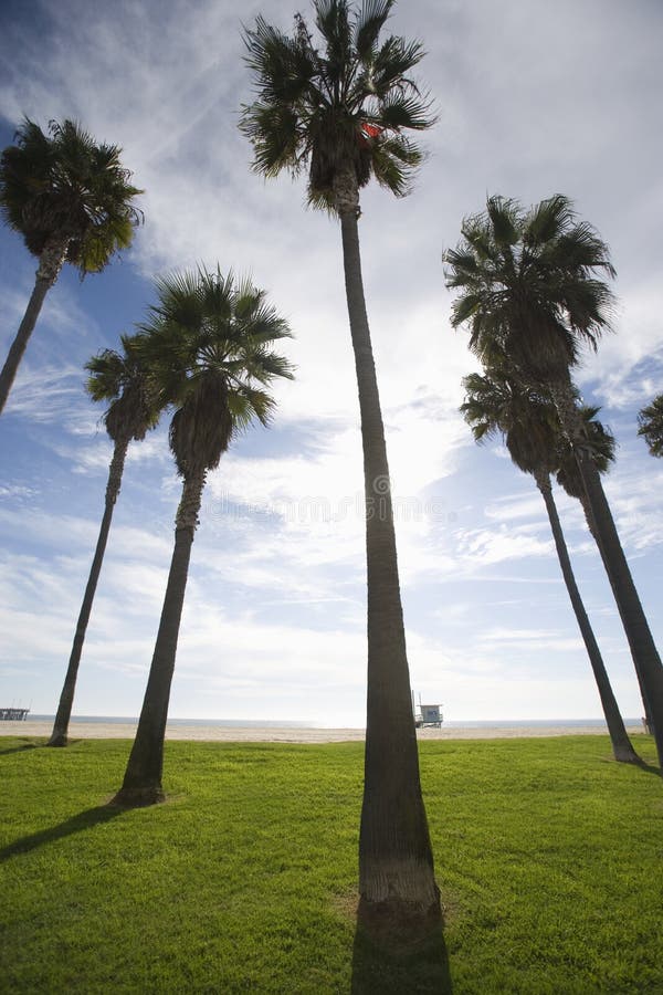 Tall Palm Trees at Beach stock image. Image of grass - 29665213