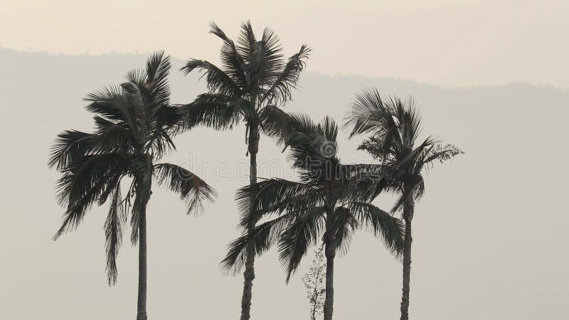 A Tall Palm Tree in the Cocora Valley with Lots of Clouds Above Stock ...