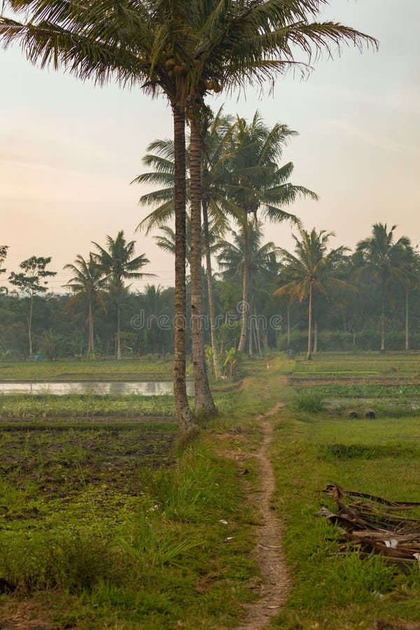 Tall Palm Trees with Coconuts Surround Rice Fields, East Java ...