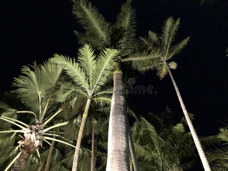 Night time palm trees stock image. Image of home, destination - 108856469