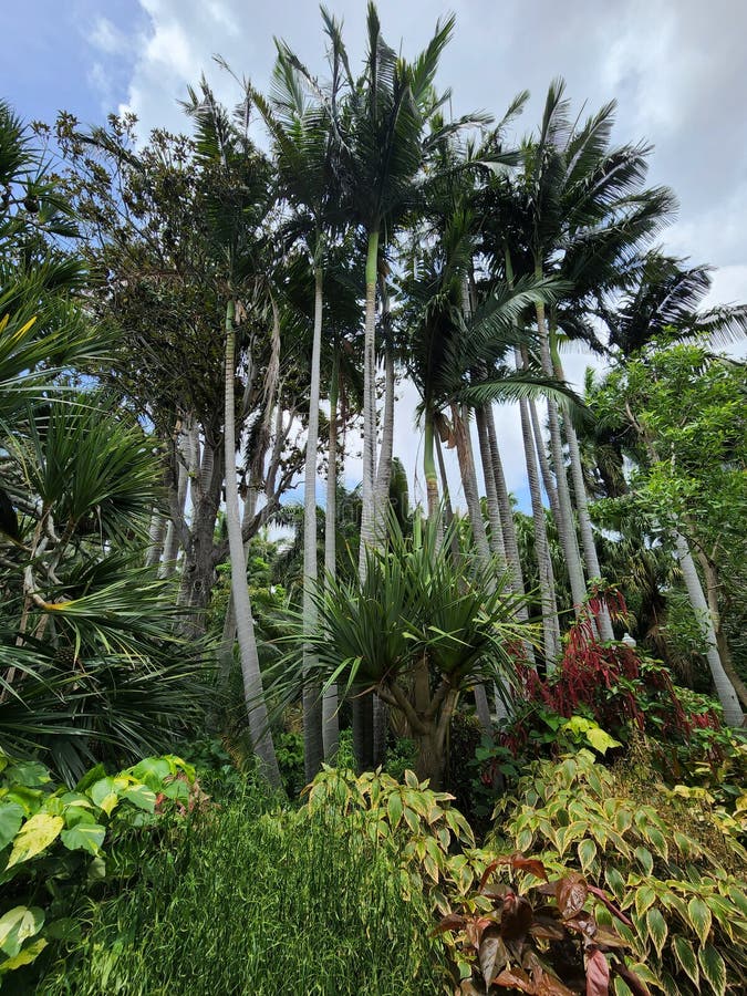 Tall Palm Trees and Greenery Stock Photo - Image of trees, trooical ...