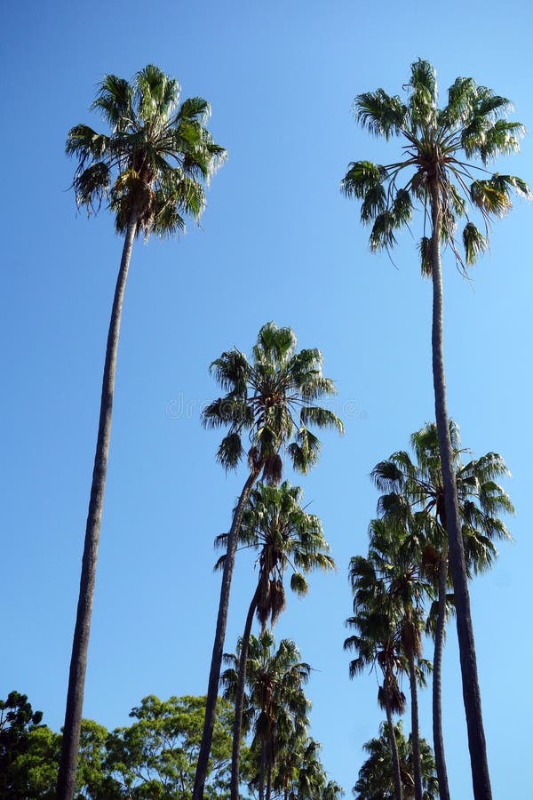 Tall Palm Trees stock photo. Image of palms, decoration - 47136278