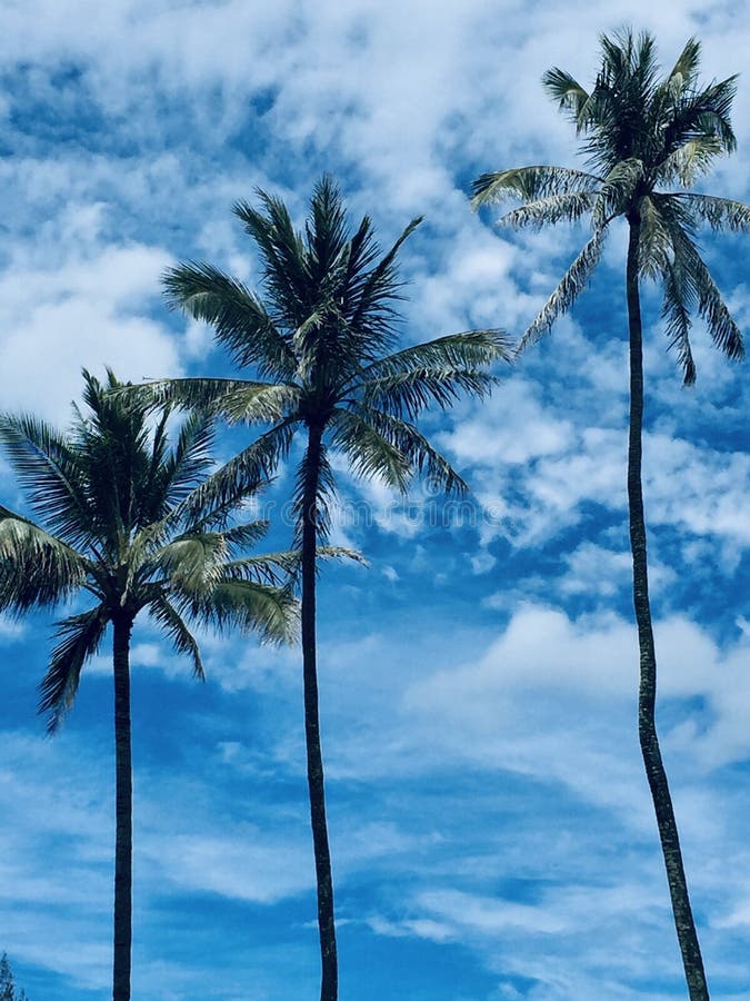 Vacation Palm Trees Mood in a Tropical Place Stock Photo - Image of ...