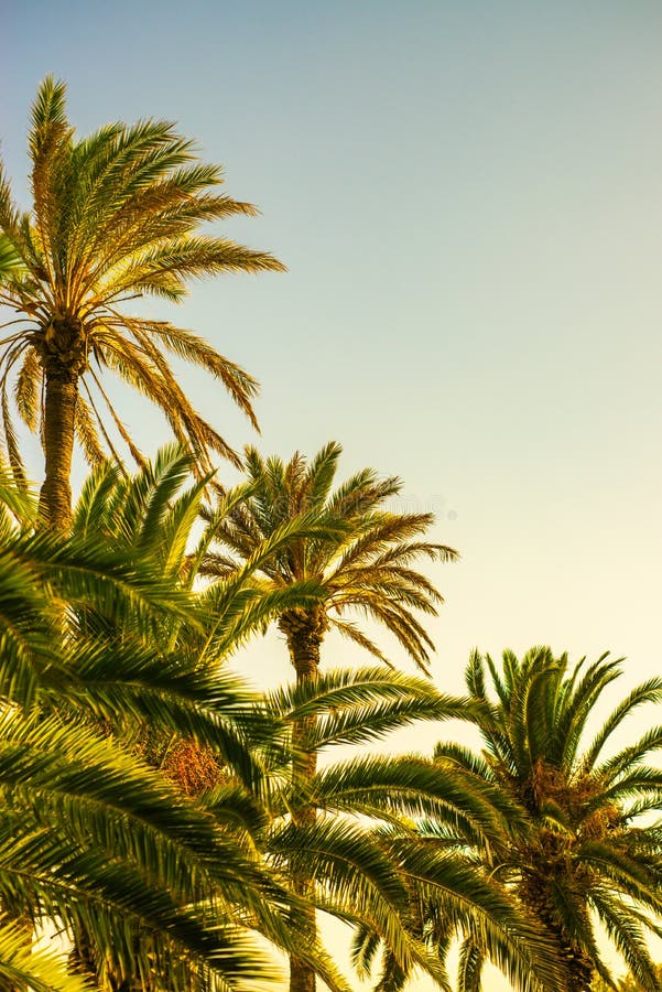 Tall Palm Trees at Sunrise with Copy Space Stock Image - Image of ...