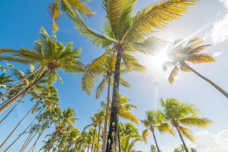 Tall Palm Trees Under a Shining Sun Stock Photo - Image of green ...