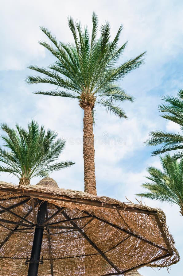 Tall Palm Trees and Wicker Beach Umbrellas in Egypt Stock Photo - Image ...
