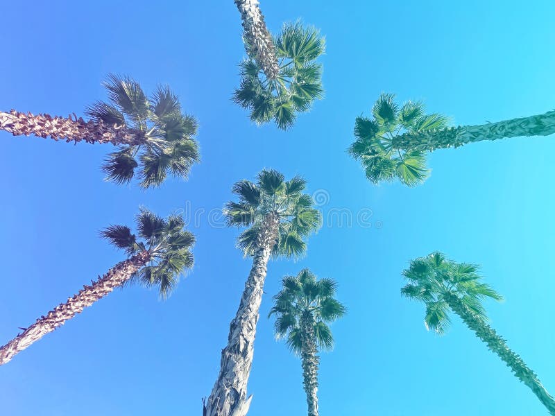 Tall Palm Trees in a Wide Viewing Angle, Gradient Color Tone Mood Stock ...