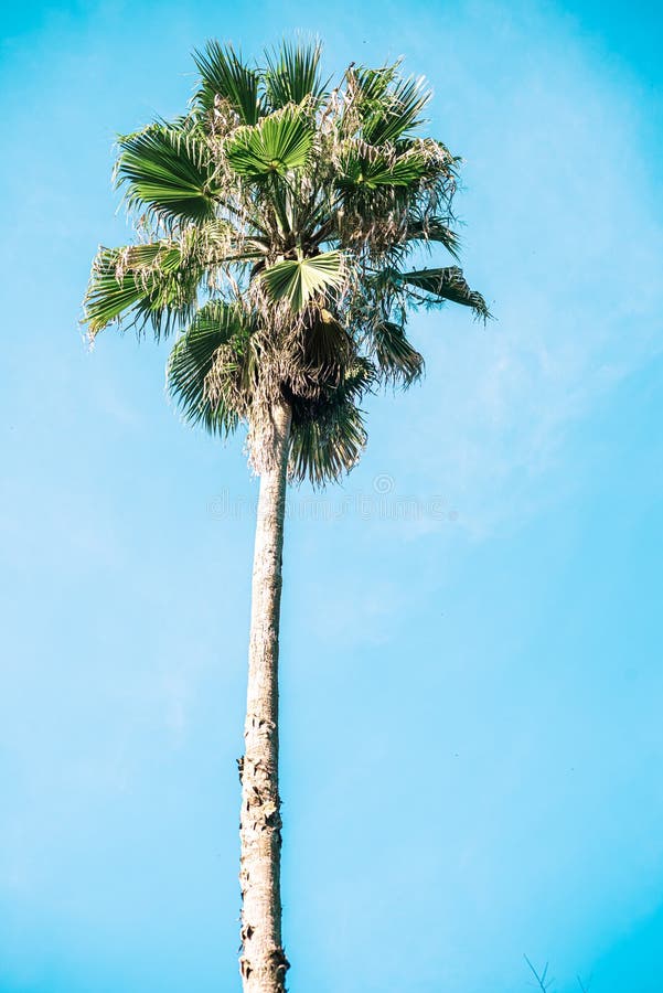 Tall Palm Washingtonia Filifera Tree on a Background of Blue Sky Stock ...