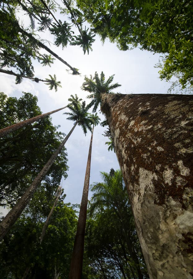 Tall Palms and Tree Trunks Frame a Bright Sky Stock Photo - Image of ...