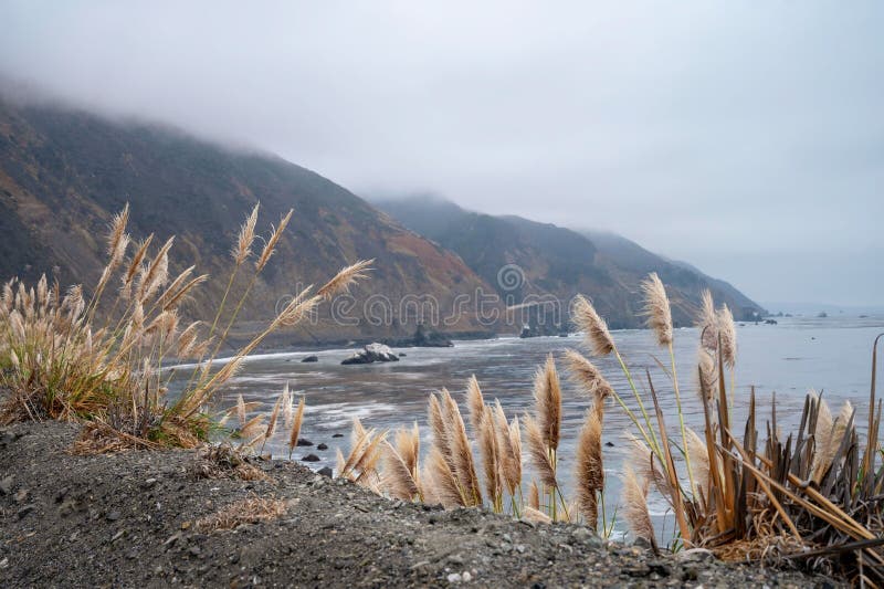 Tall Pampas Grass Growing Near the Ocean Stock Image - Image of travel ...